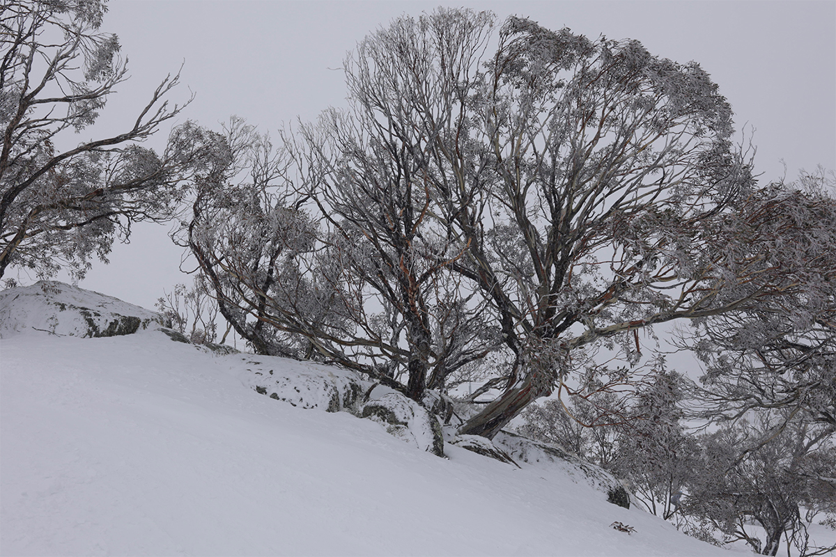 Fresh snow, killer conditions and good times